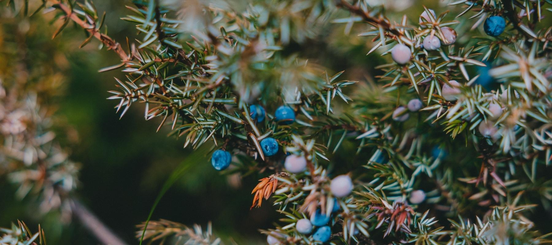 Alberta Made Craft Gin - Wild Life Distillery